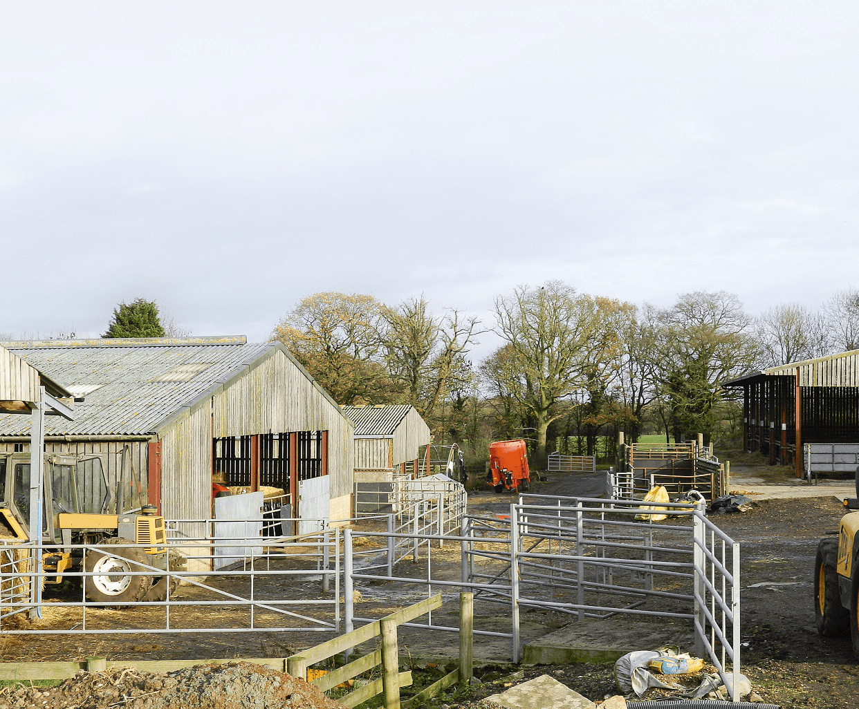 Beef cattle move on to slats with mats - Profi