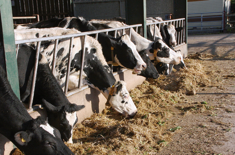 Cattle identification: - Profi