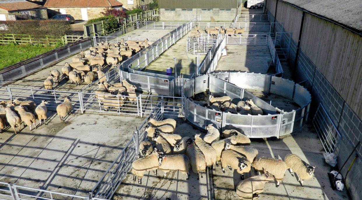 Sheep handling made easy - Profi