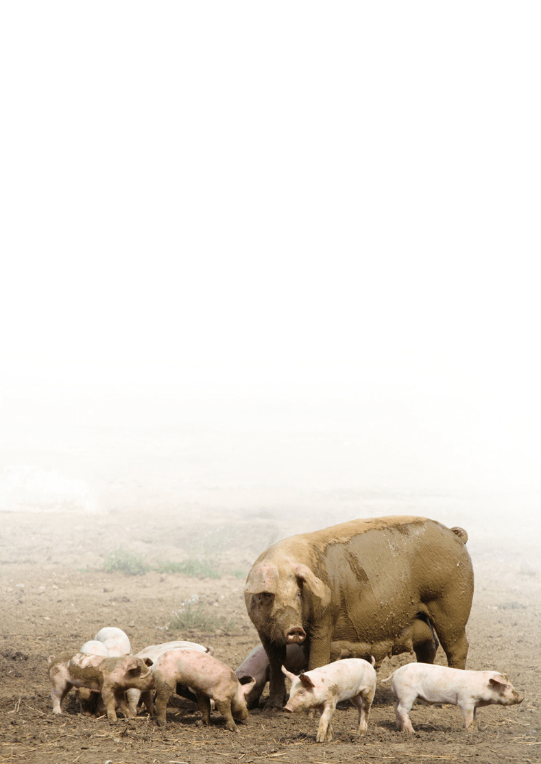 Wind and solar power on Norfolk pig farm: - Profi