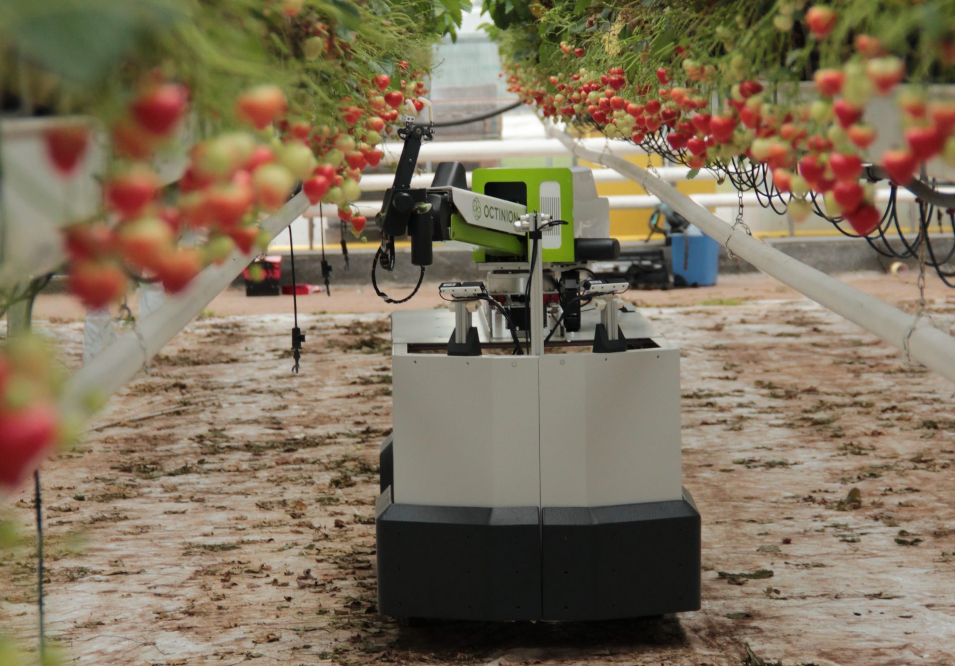 First autonomous strawberry picking robot - Profi