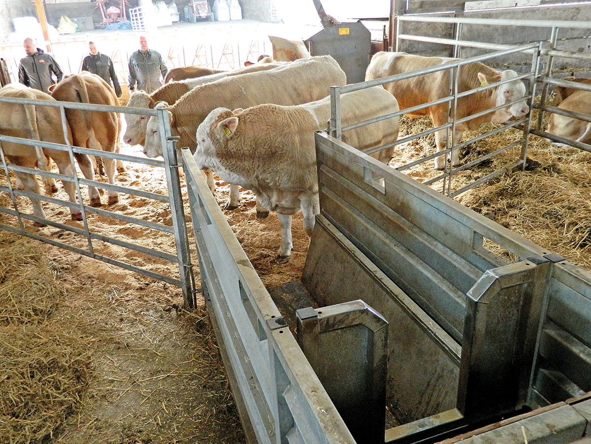 Use of weighing technology in the beef sector: Maximum weights with ...