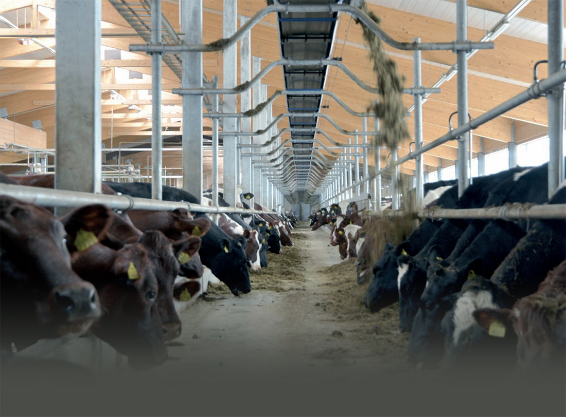 Automated feeding of dairy cows: Feeding in Finland - Profi