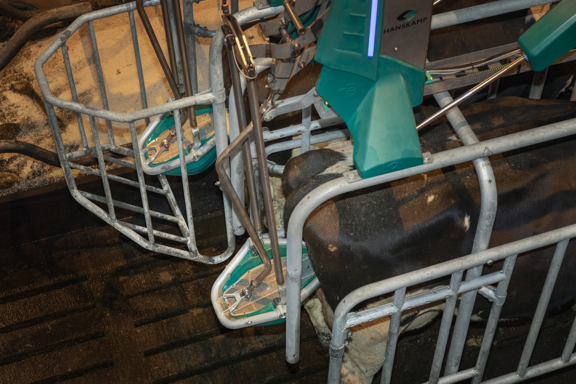 Cow toilet wins gold medal - Profi