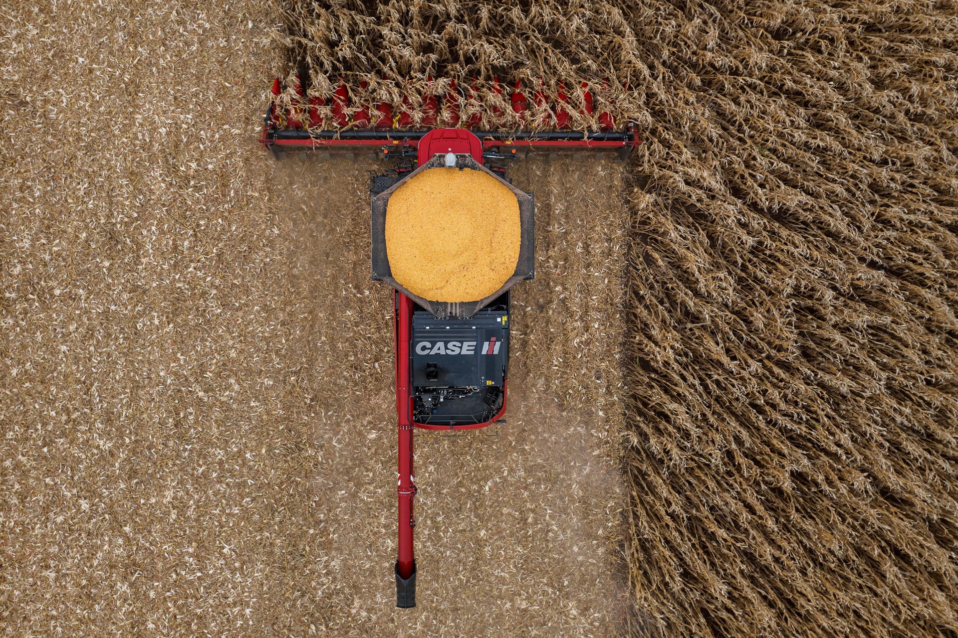 Widest Case IH maize grain header - Profi